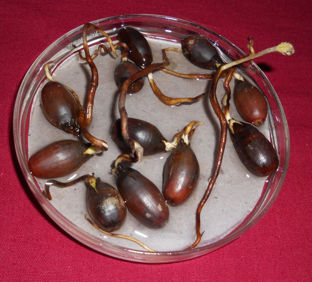 Seed Desiccation in Quercus floribunda | International Oak Society