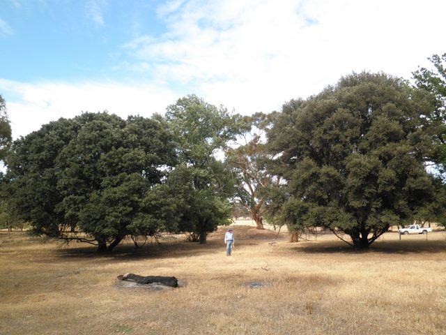 The Oaks of Anlaby: the Forgotten Oak Treasures of South Australia’s ...