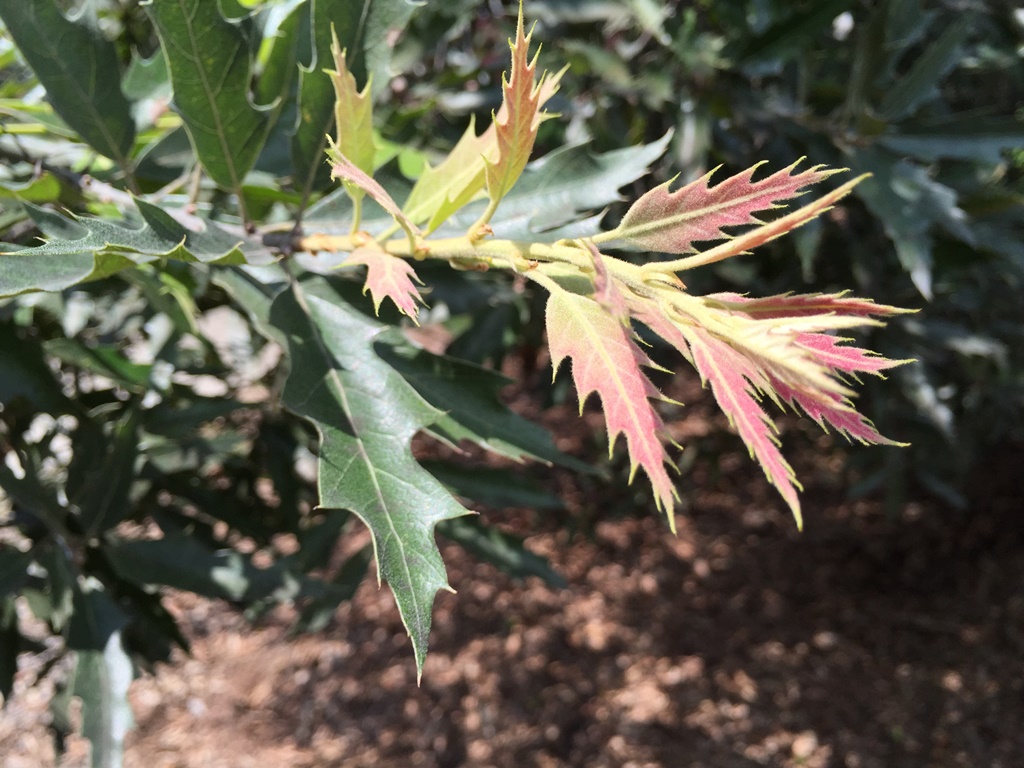 Oaks at Armstrong State University Arboretum | International Oak Society