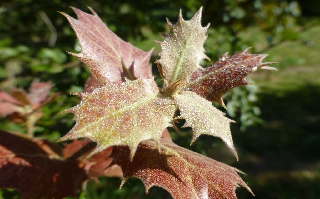 The Elusive Baloot | International Oak Society