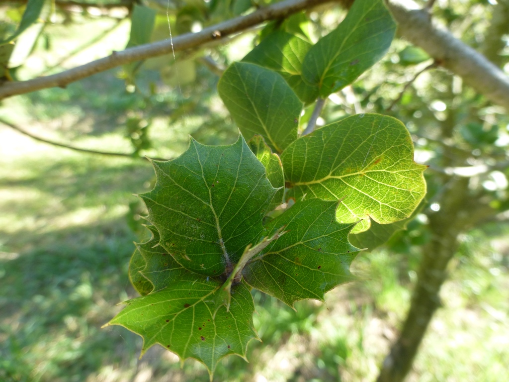 The Elusive Baloot | International Oak Society