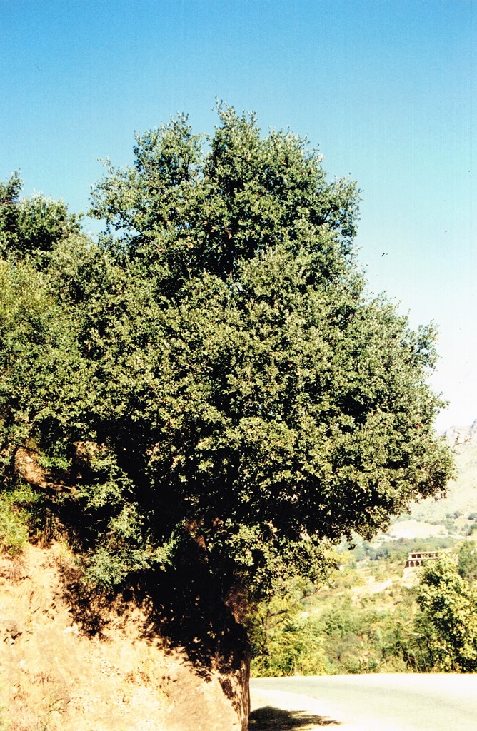 The Elusive Baloot | International Oak Society