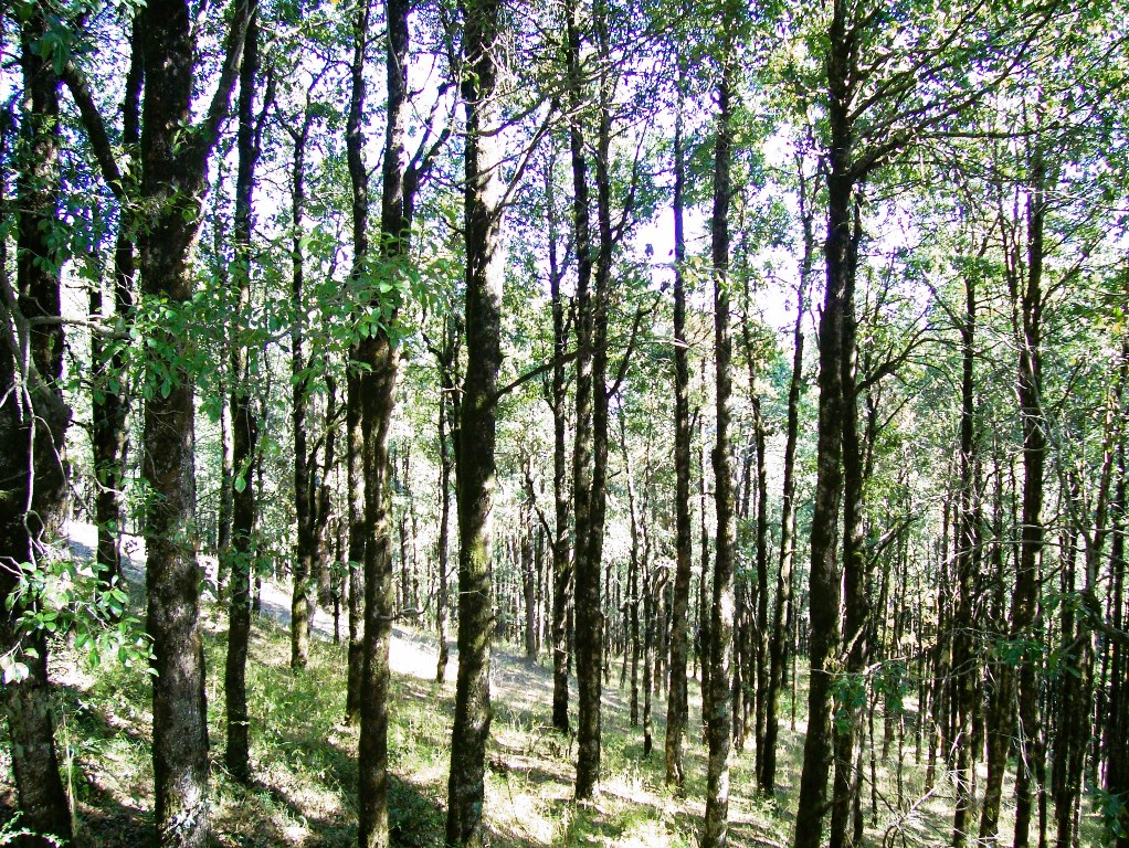 Confusion on a Himalayan Scale: Naming Quercus leucotrichophora ...