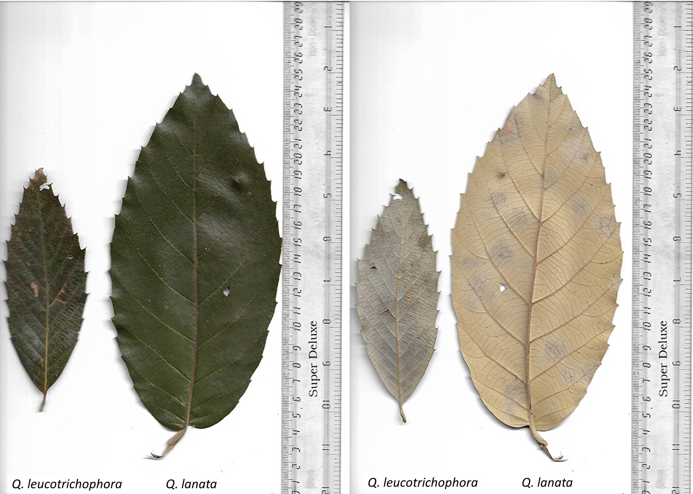 Confusion on a Himalayan Scale: Naming Quercus leucotrichophora ...