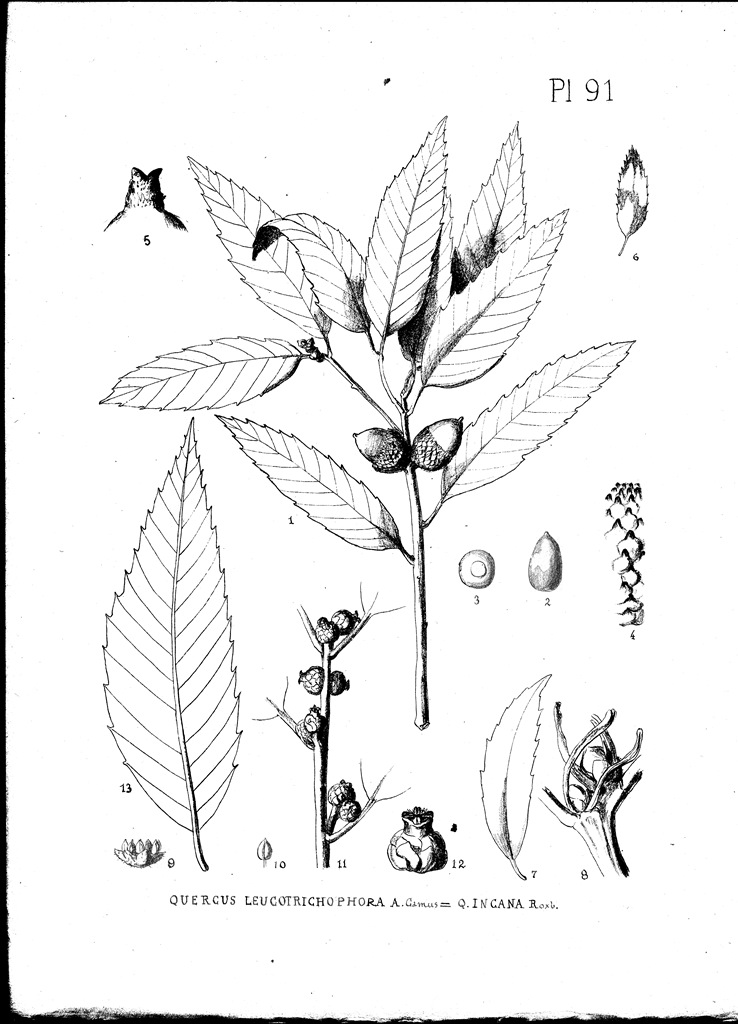 Confusion on a Himalayan Scale: Naming Quercus leucotrichophora ...