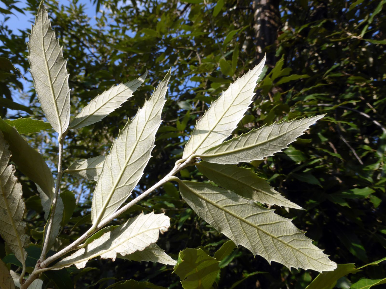 Confusion on a Himalayan Scale: Naming Quercus leucotrichophora ...