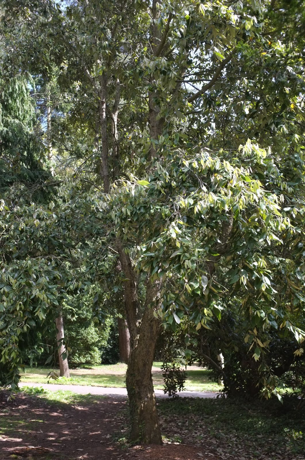 Confusion on a Himalayan Scale: Naming Quercus leucotrichophora ...