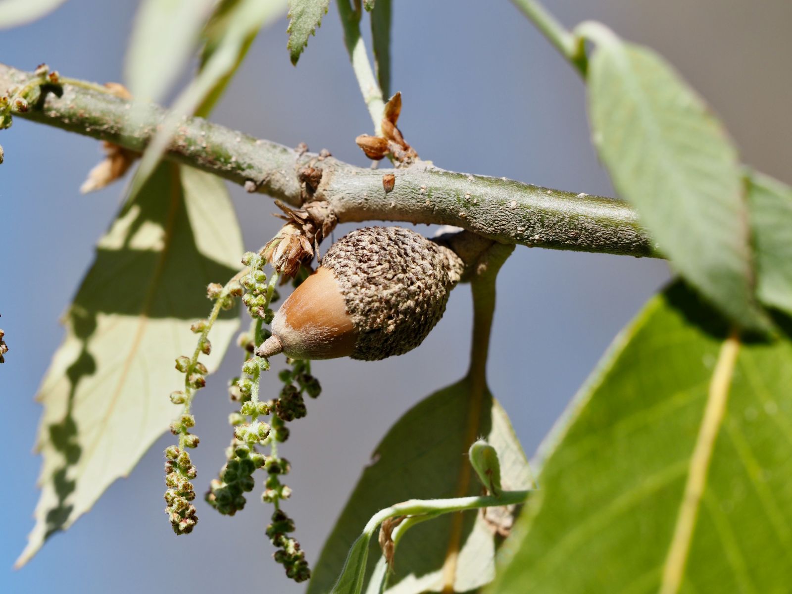 Confusion on a Himalayan Scale: Naming Quercus leucotrichophora ...