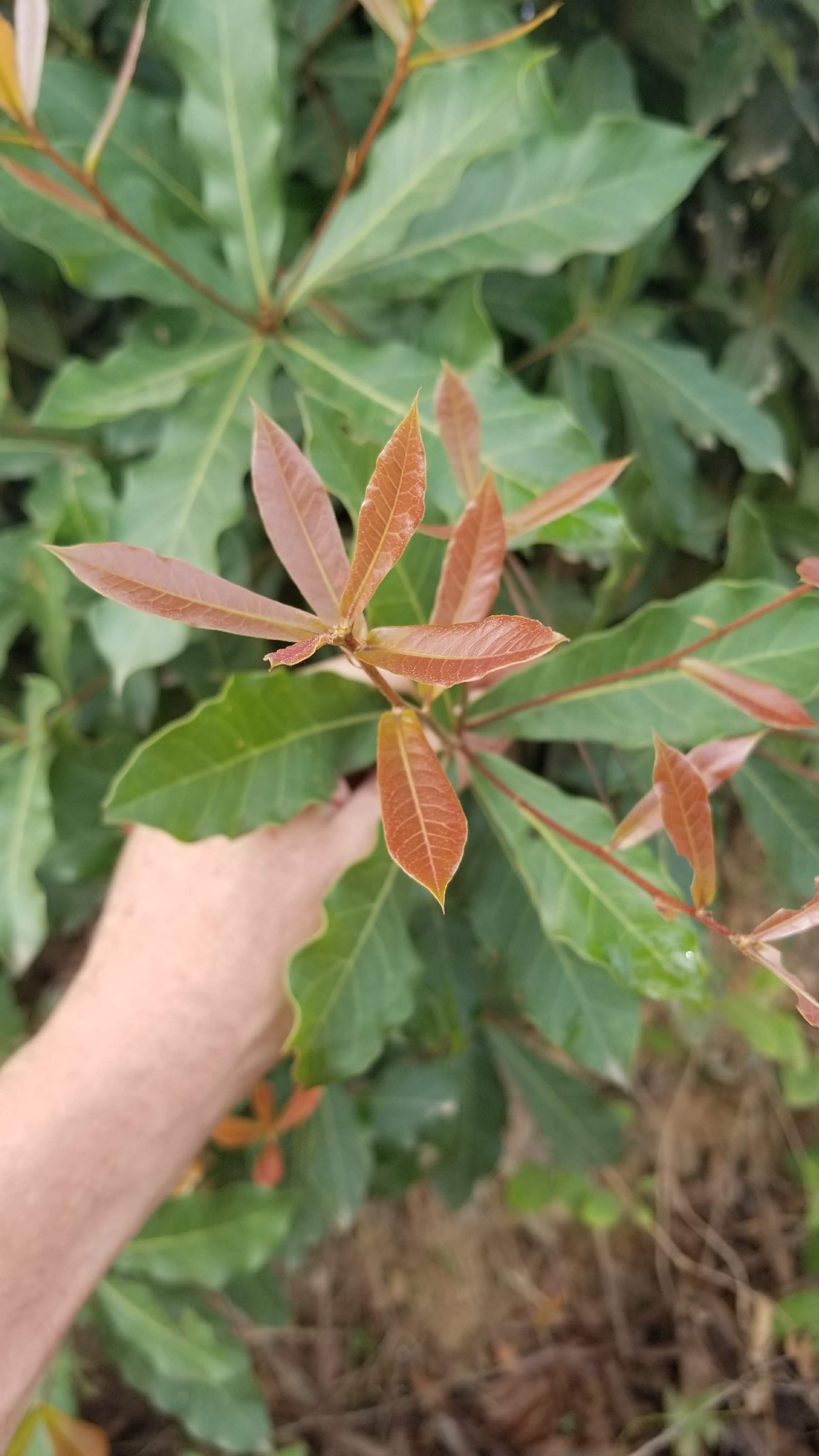 A Day Seized in Belize | International Oak Society