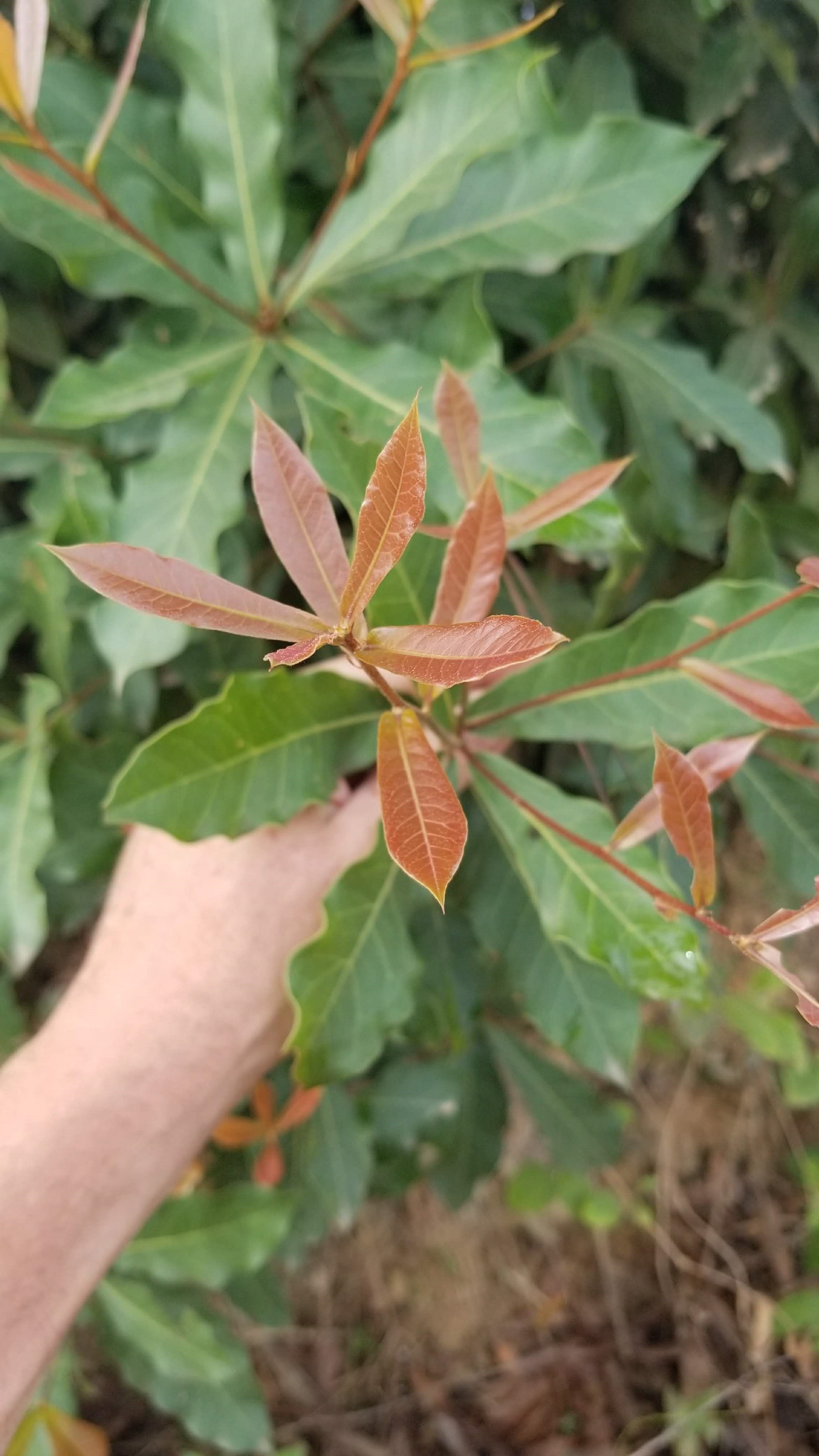 A Day Seized in Belize | International Oak Society