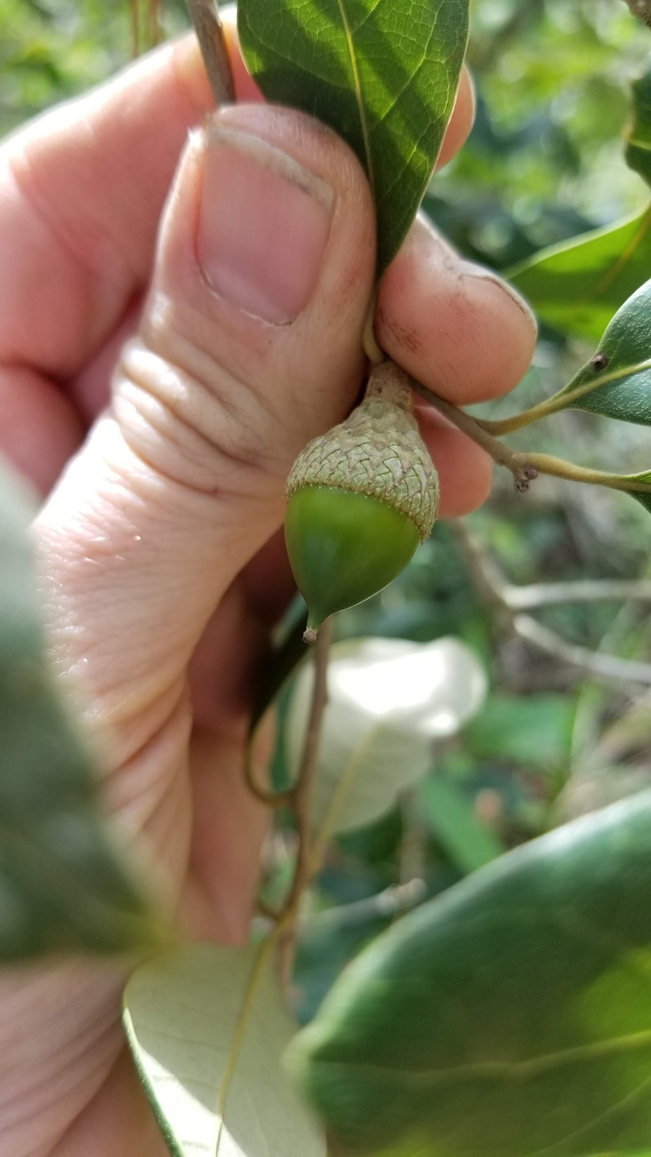 A Day Seized in Belize | International Oak Society