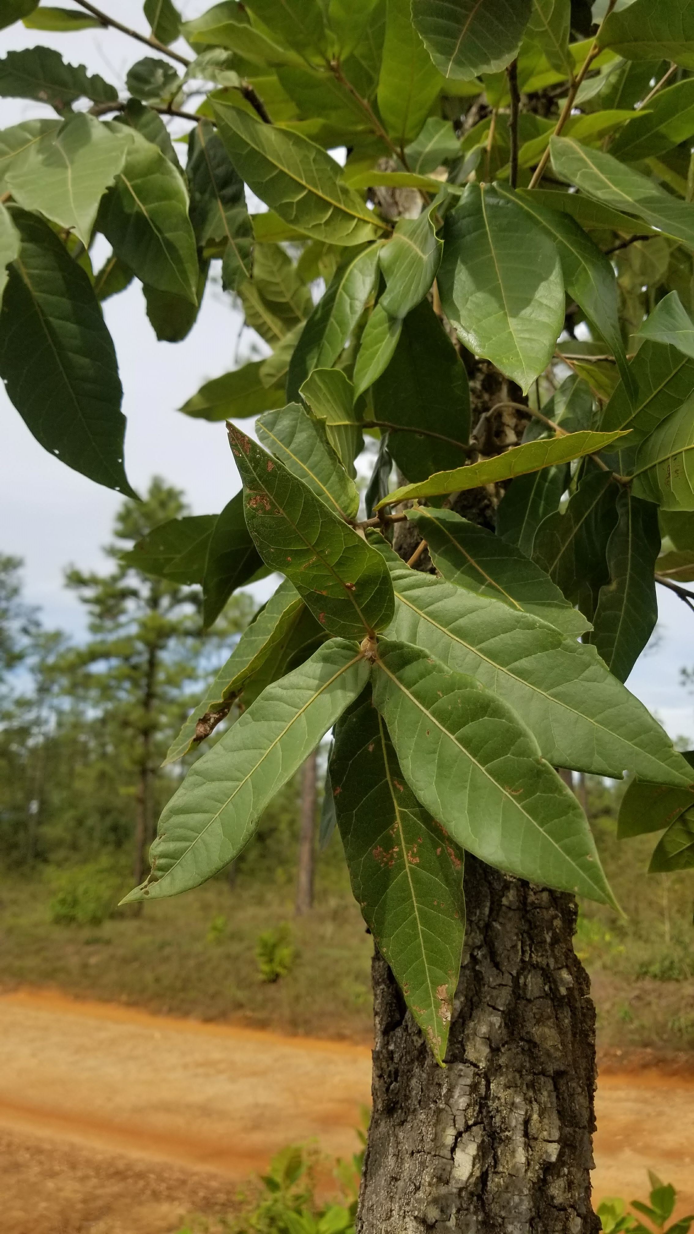 A Day Seized in Belize | International Oak Society