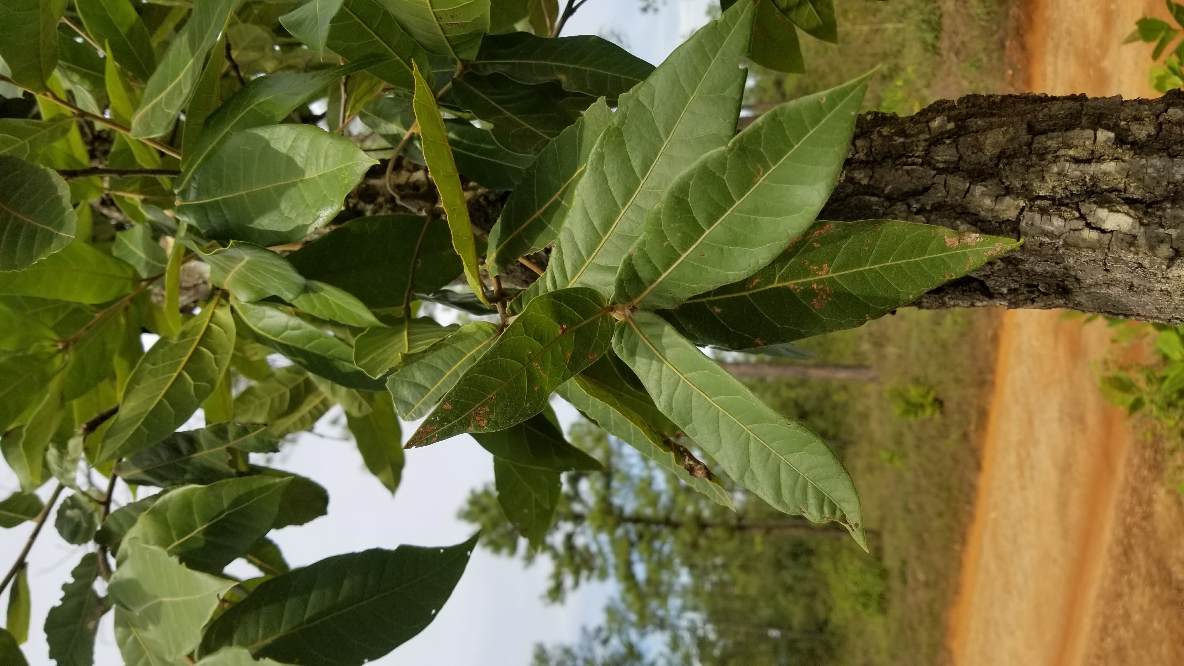 A Day Seized in Belize | International Oak Society