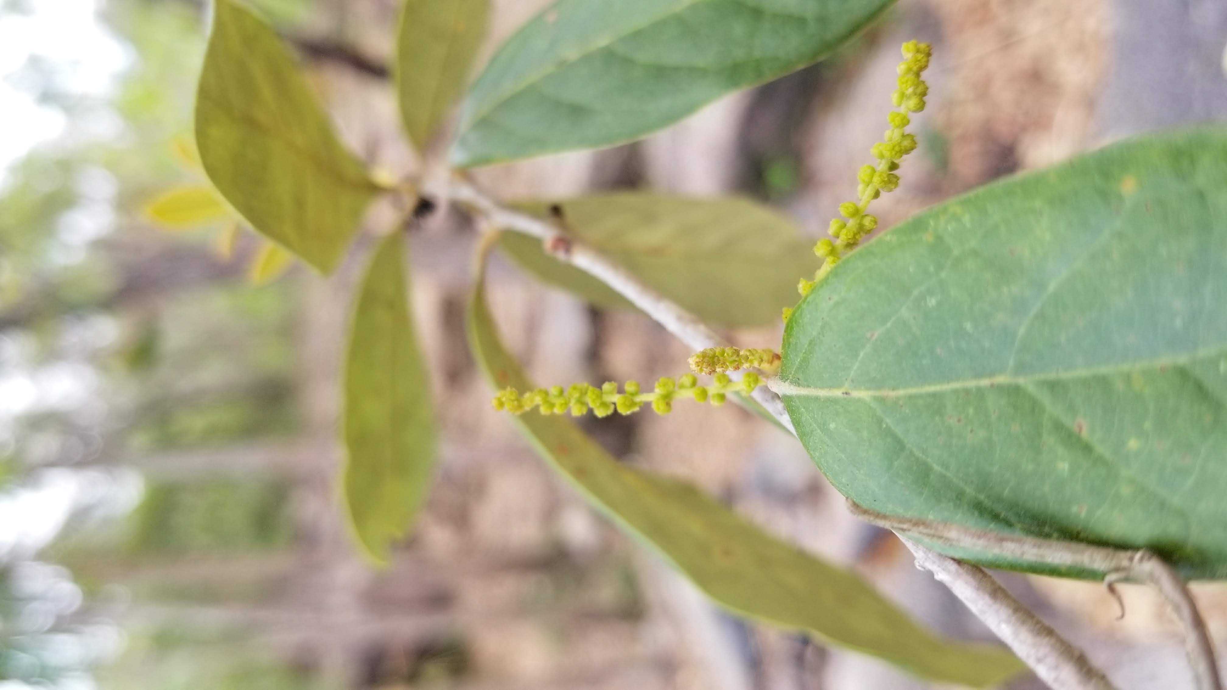 A Day Seized in Belize | International Oak Society