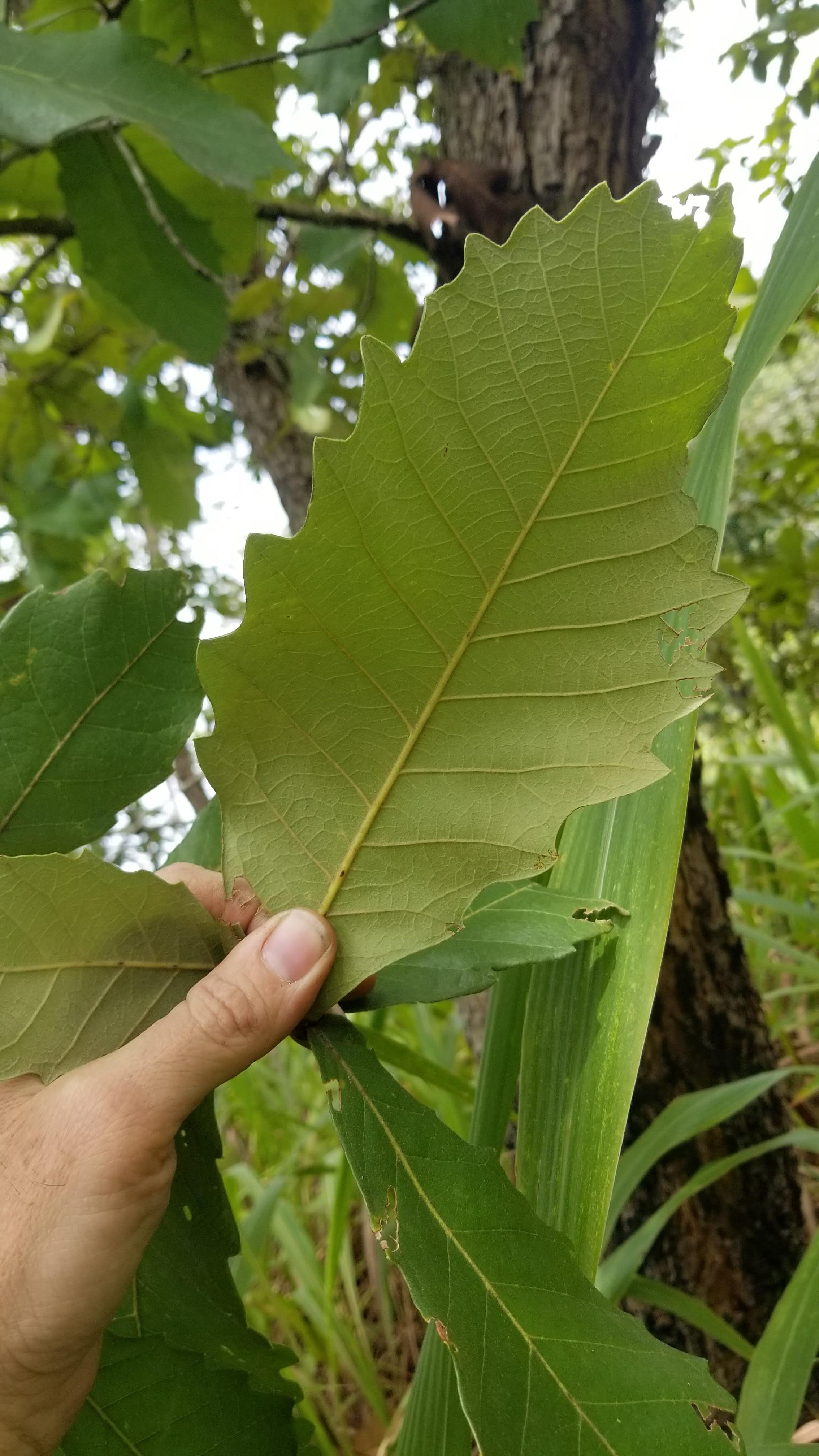 A Day Seized in Belize | International Oak Society