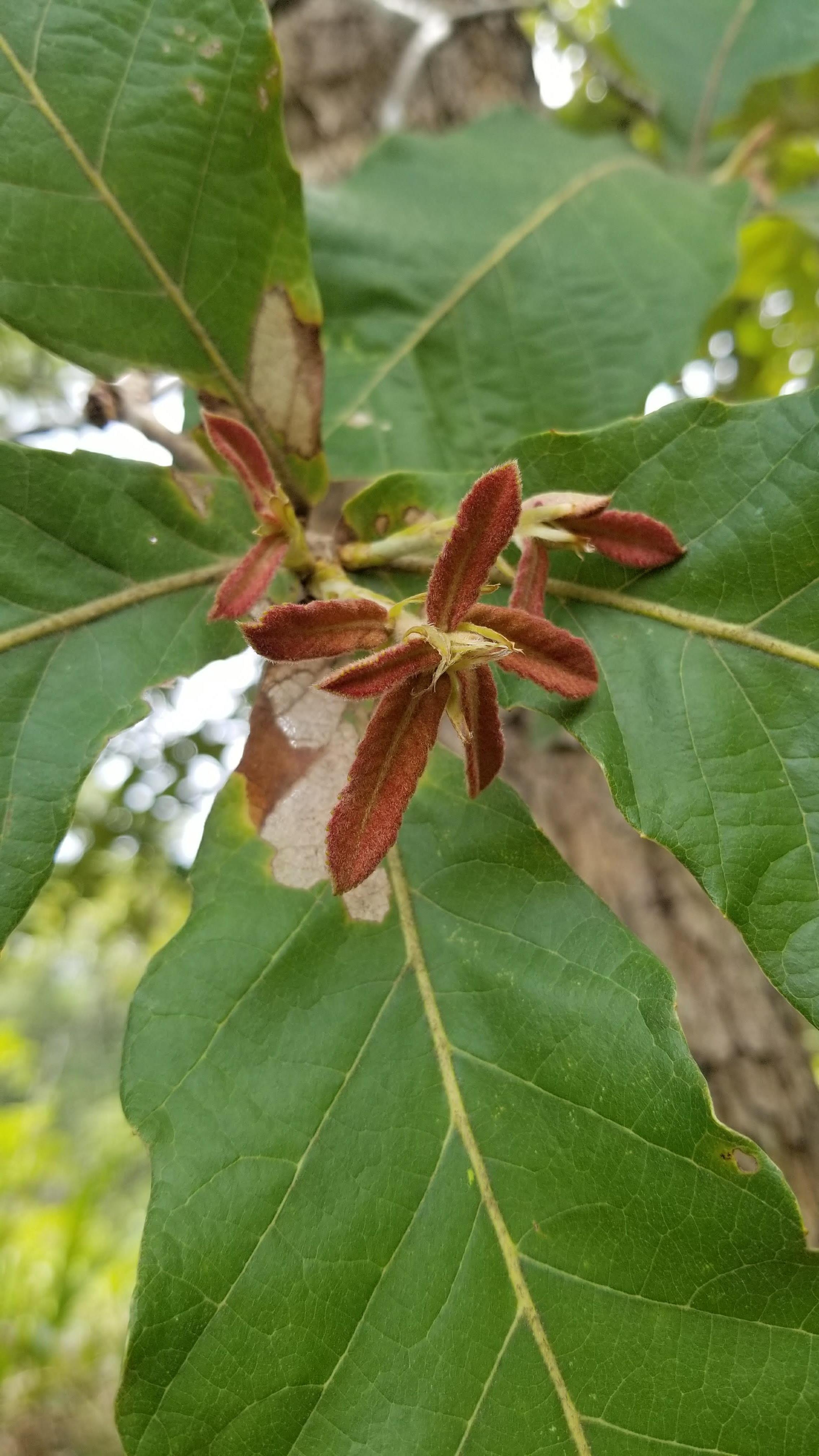 A Day Seized in Belize | International Oak Society
