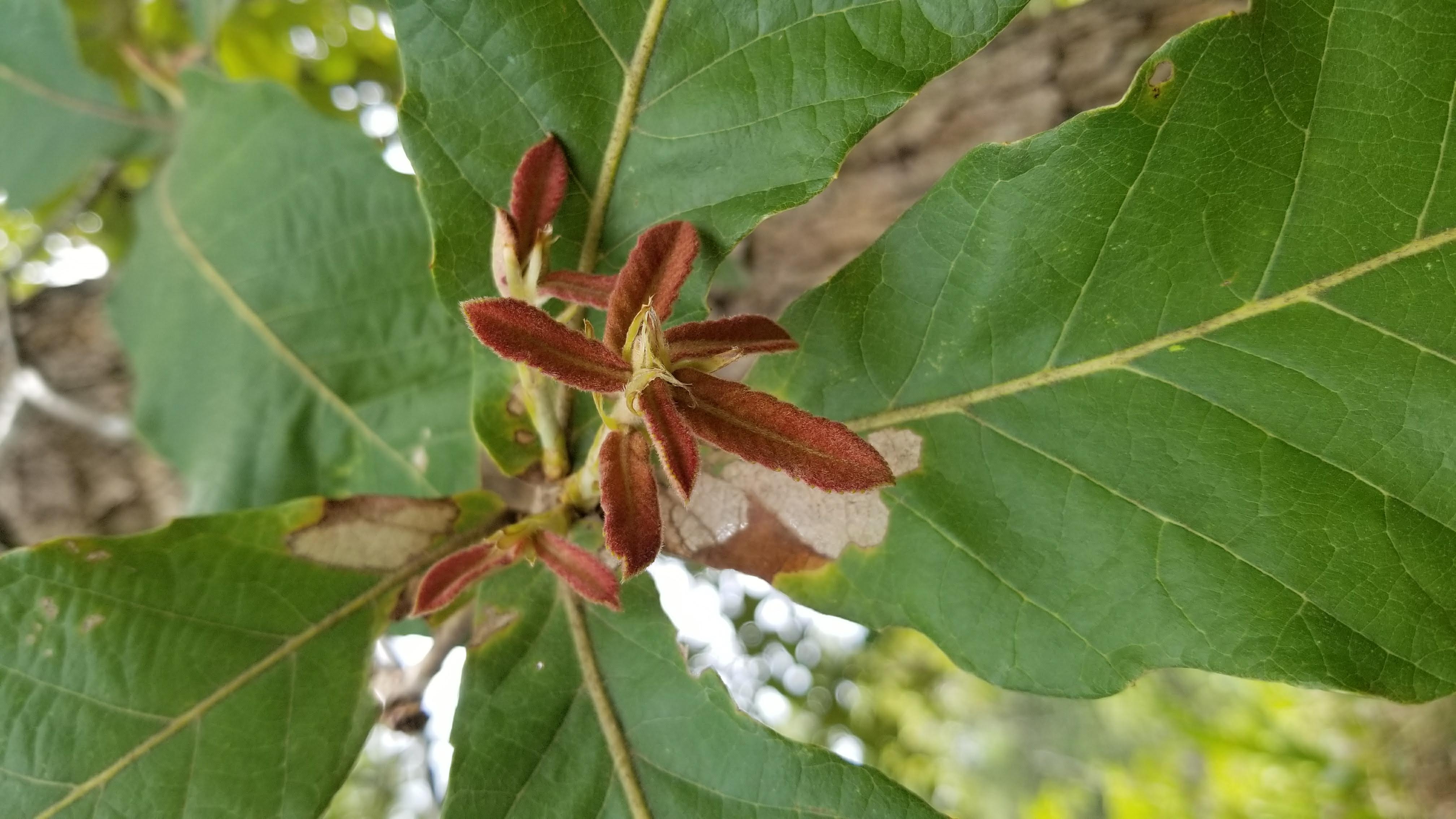 A Day Seized in Belize | International Oak Society