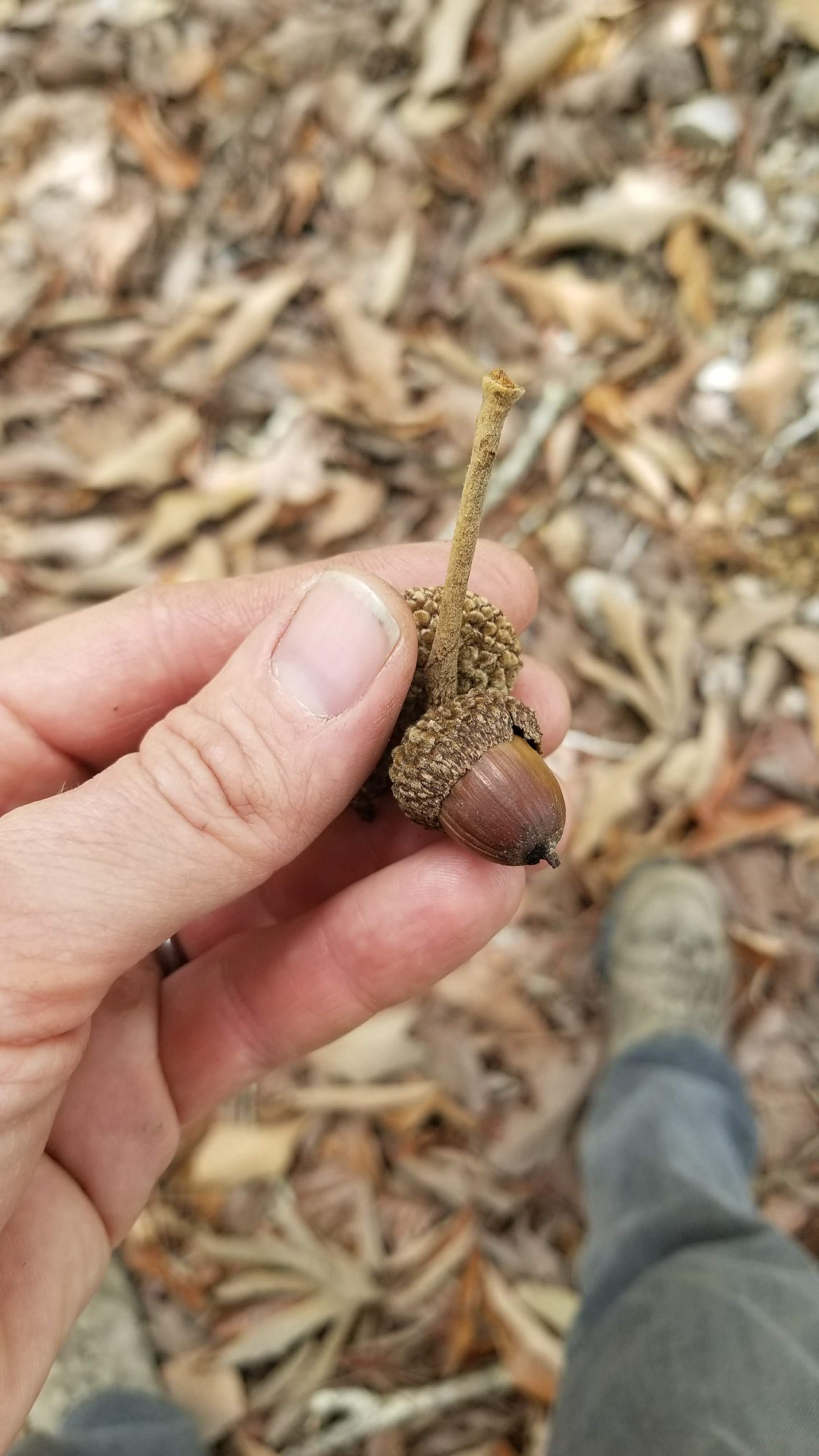 A Day Seized in Belize | International Oak Society