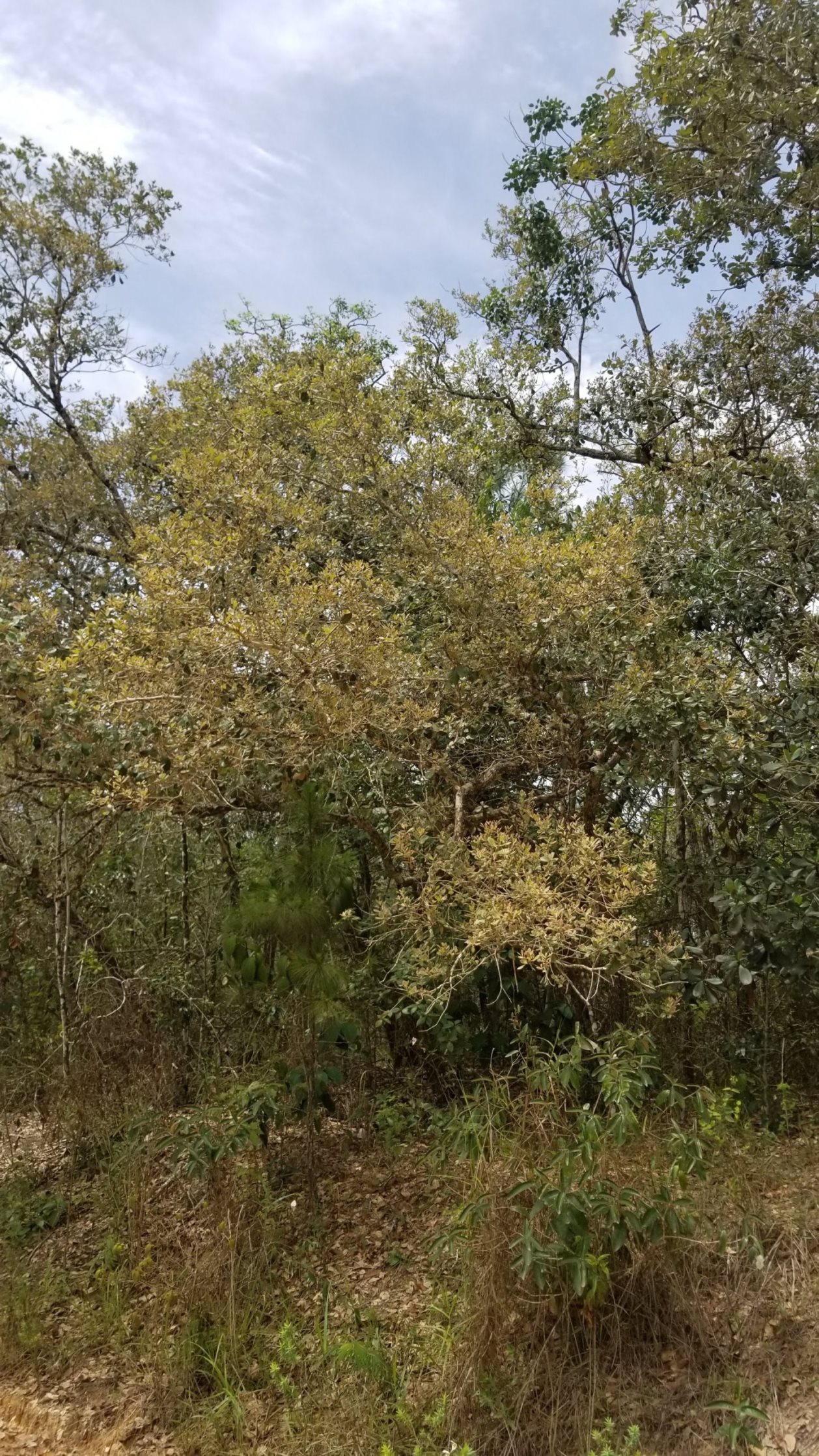 A Day Seized in Belize | International Oak Society