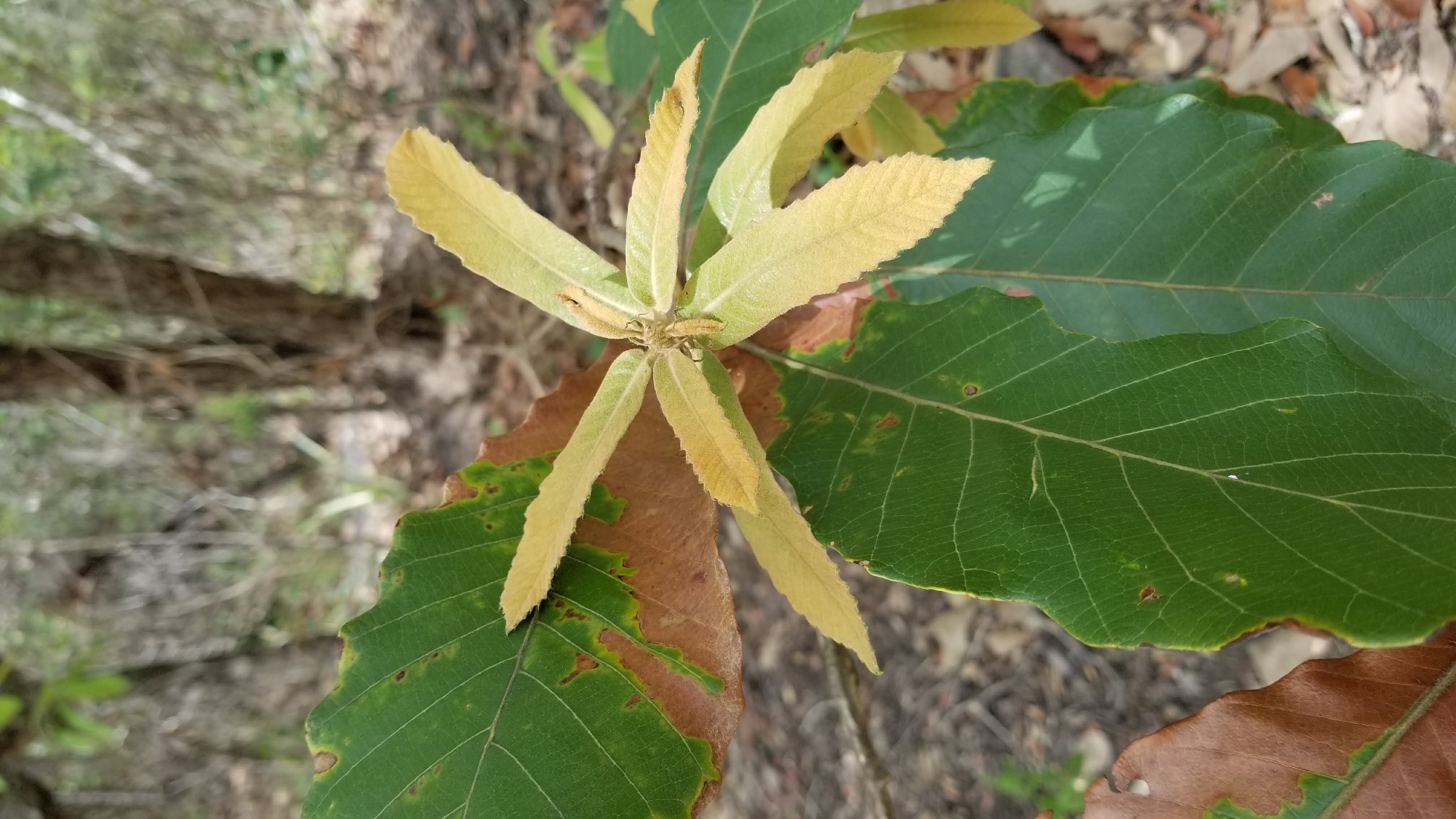 A Day Seized in Belize | International Oak Society