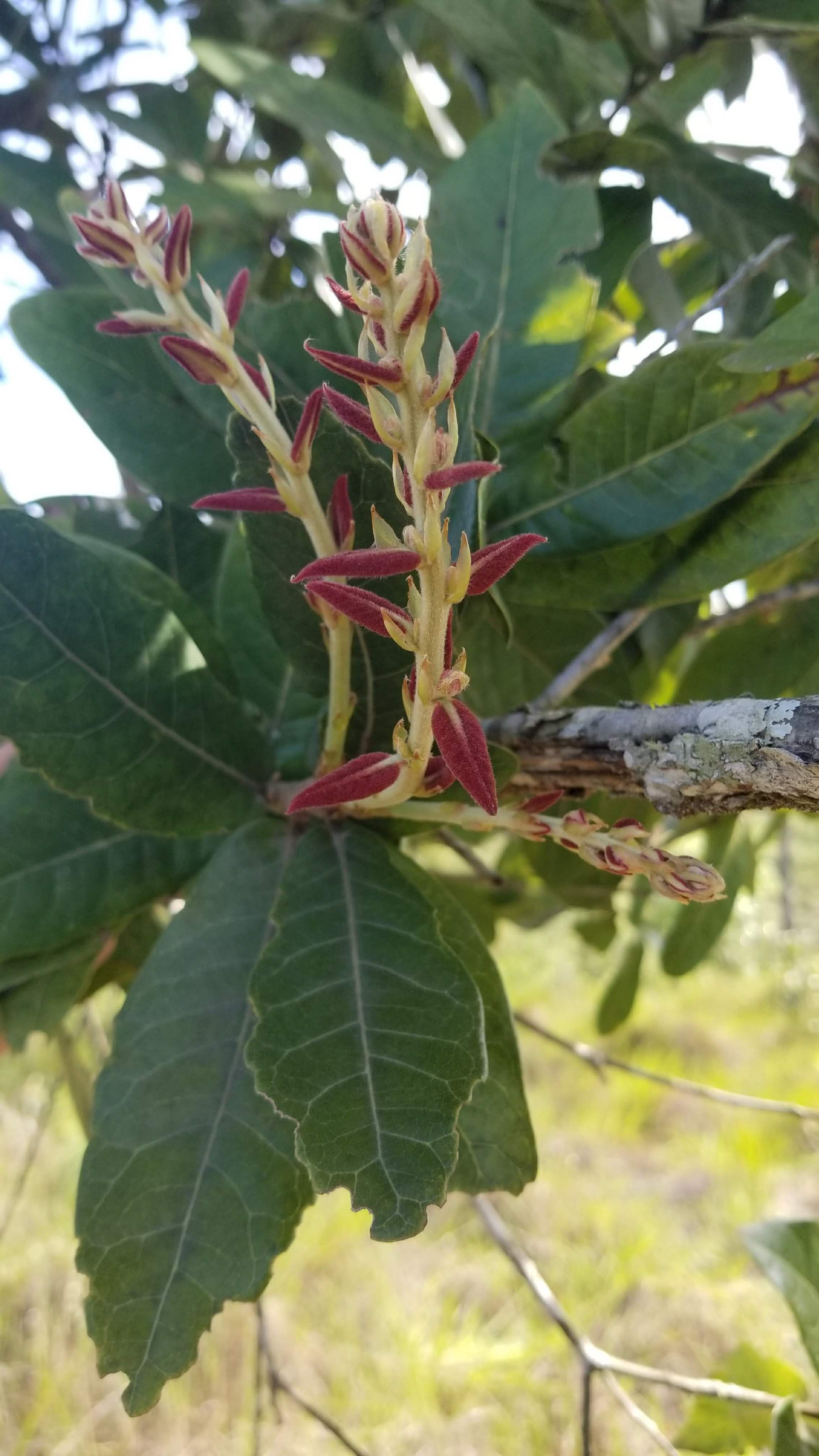 A Day Seized in Belize | International Oak Society