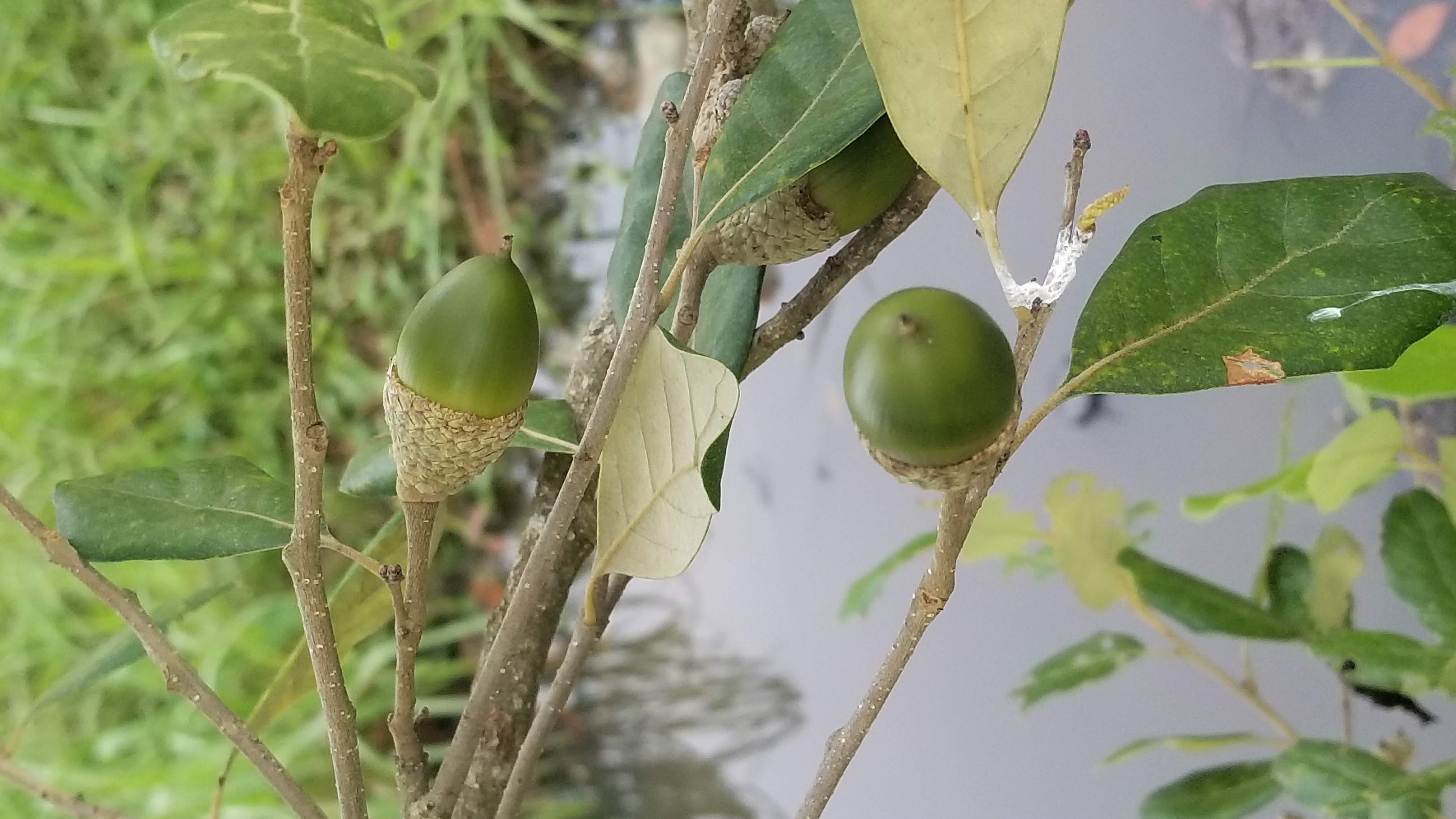 A Day Seized in Belize | International Oak Society