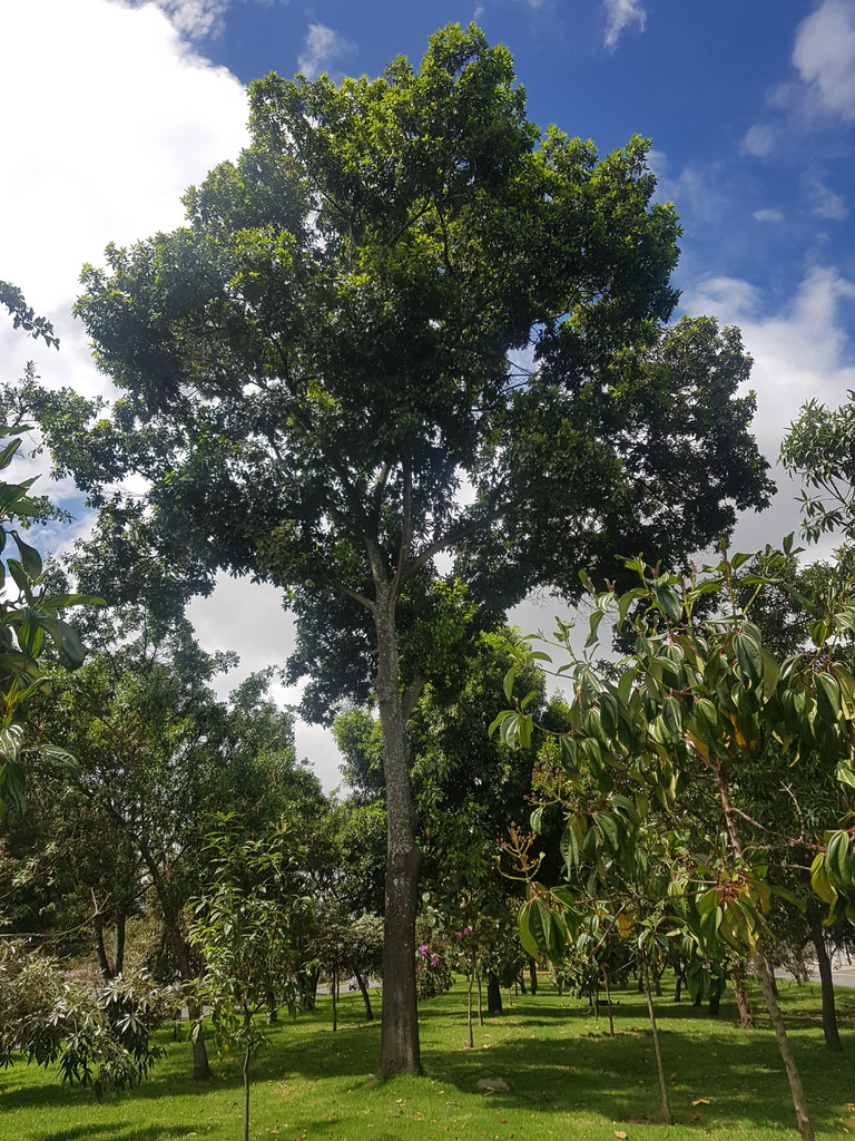 Quercus humboldtii in Bogotá | International Oak Society