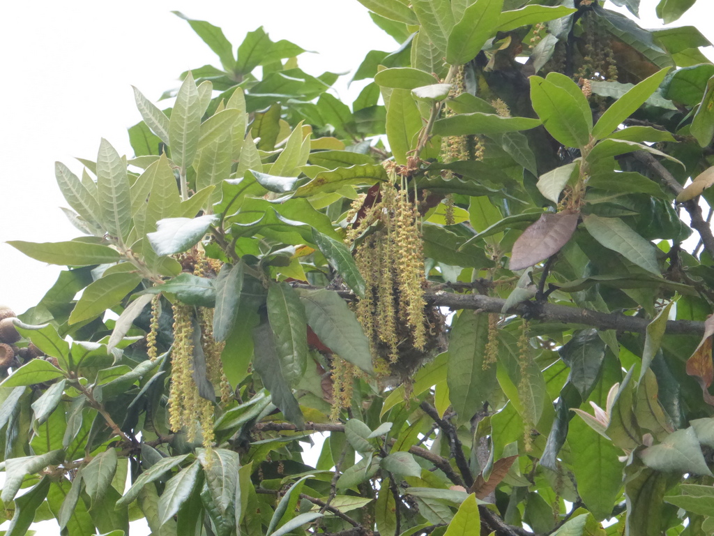 Quercus humboldtii in Bogotá | International Oak Society