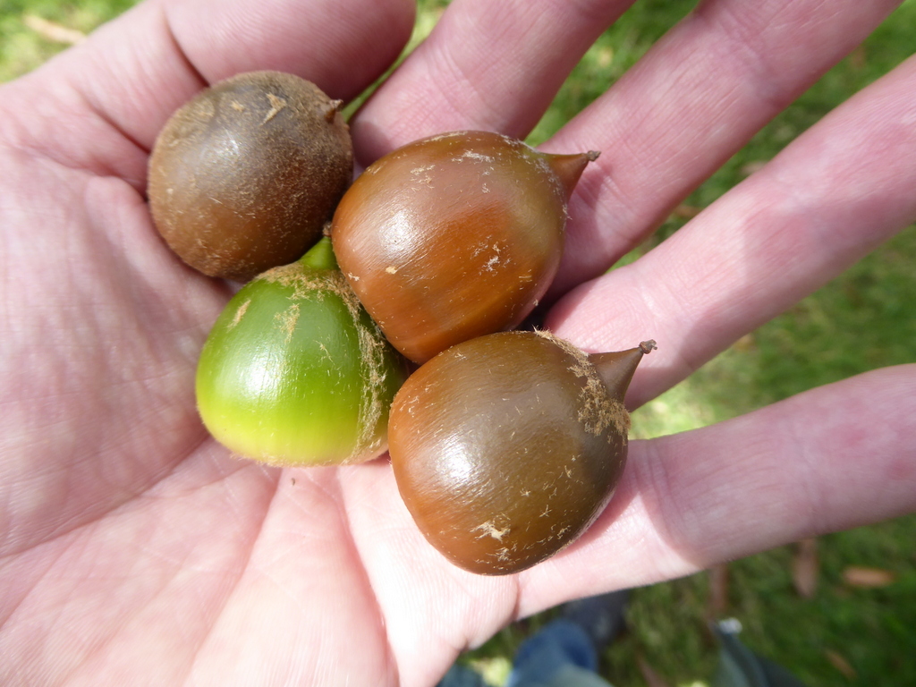 Quercus humboldtii in Bogotá | International Oak Society