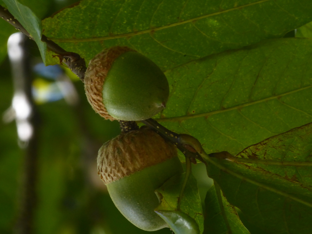 Quercus humboldtii in Bogotá | International Oak Society