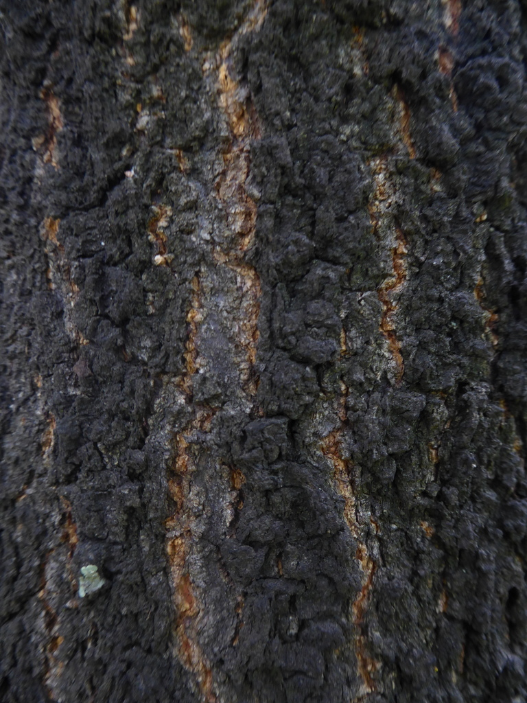 Quercus humboldtii in Bogotá | International Oak Society