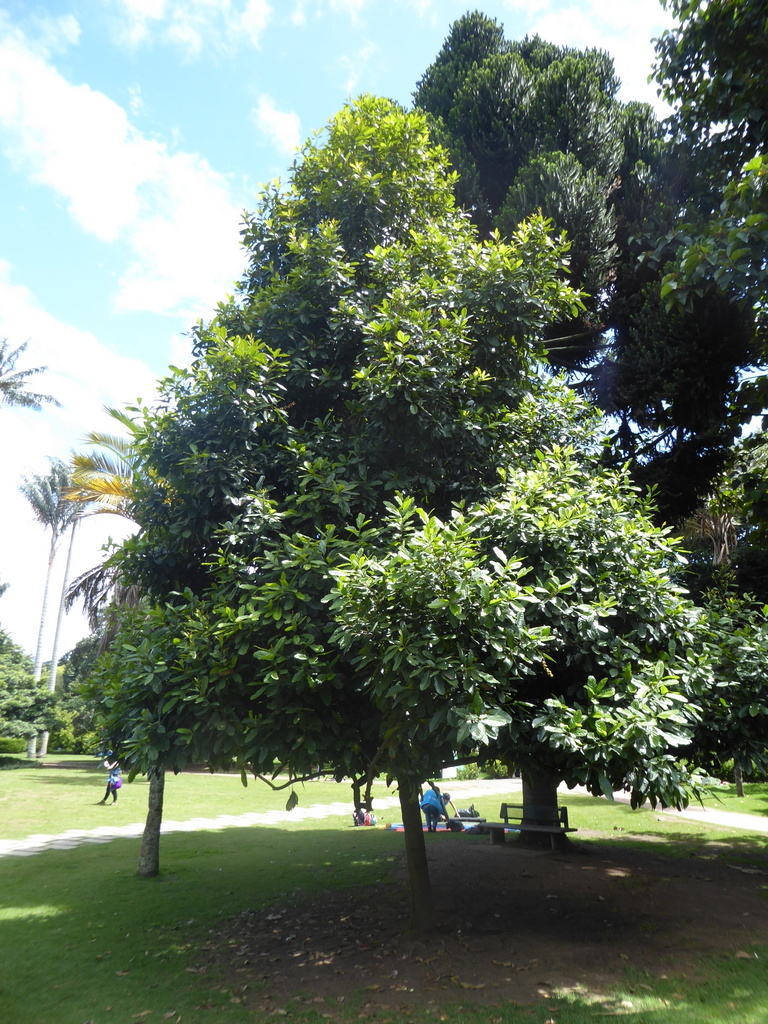 Quercus humboldtii in Bogotá | International Oak Society
