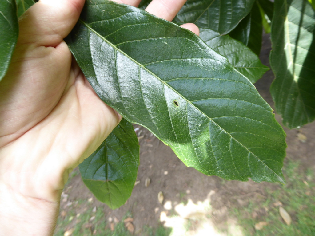 Quercus humboldtii in Bogotá | International Oak Society