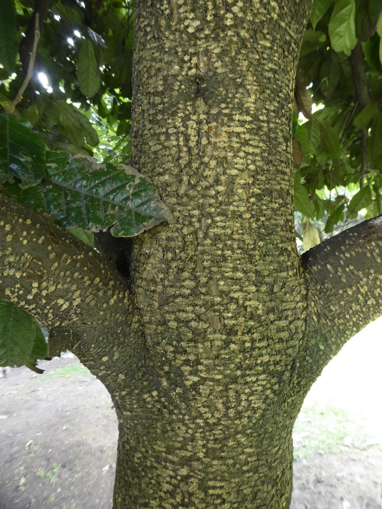 Quercus humboldtii in Bogotá | International Oak Society