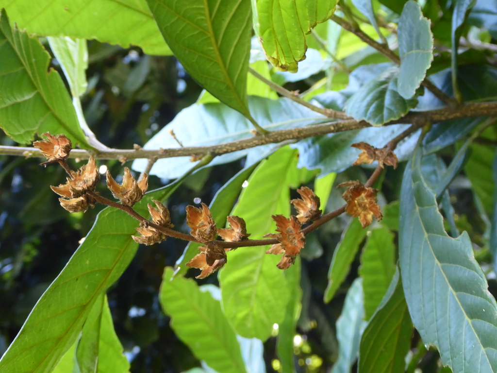 Quercus humboldtii in Bogotá | International Oak Society