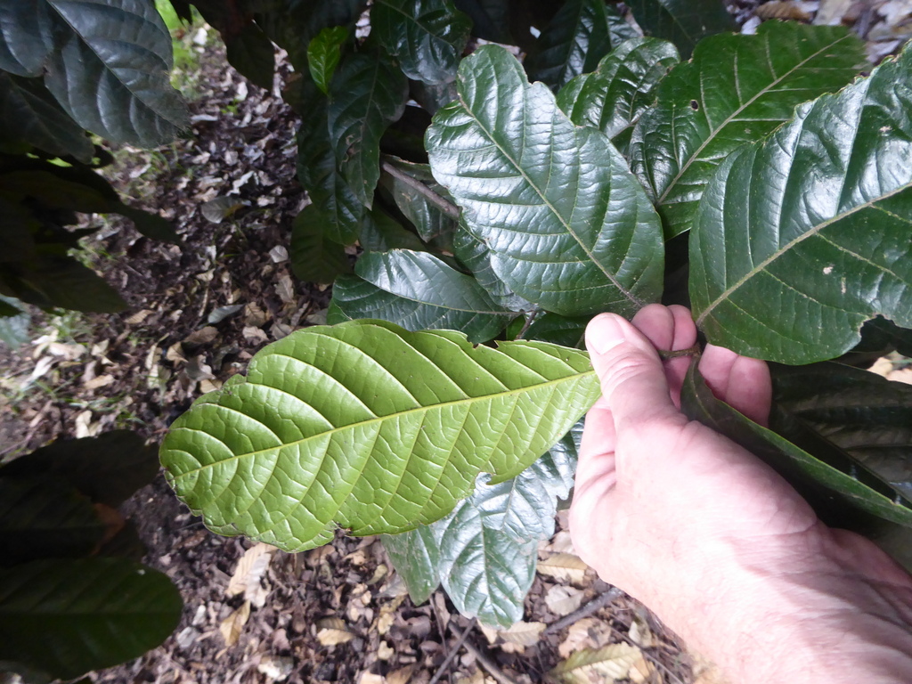 Quercus humboldtii in Bogotá | International Oak Society