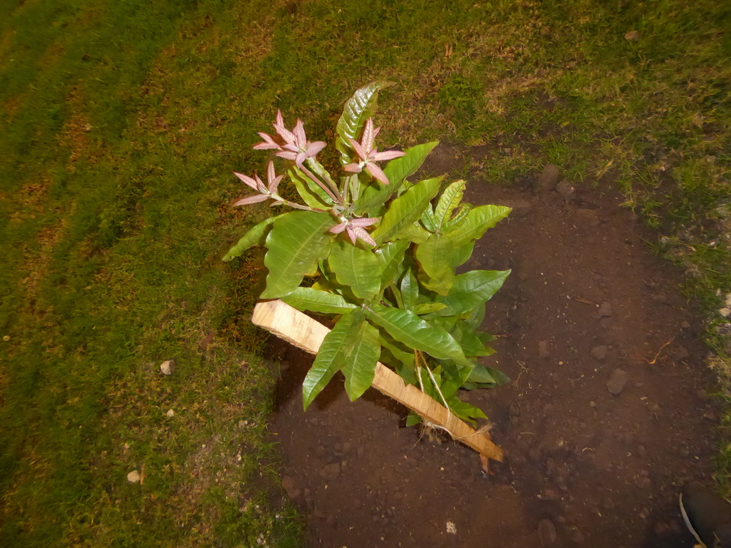 Quercus humboldtii in Bogotá | International Oak Society
