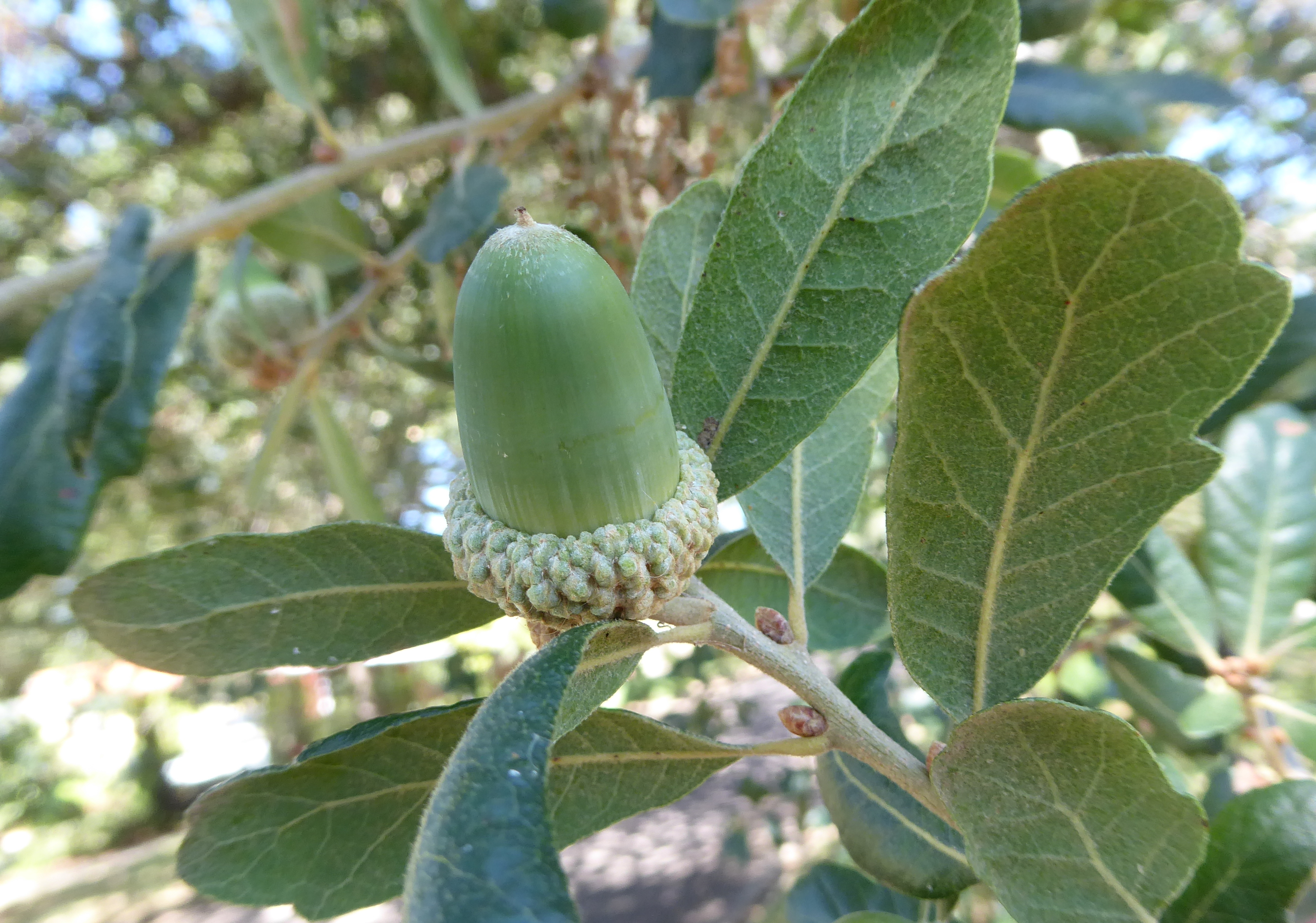 Californian Oaks in Canberra | International Oak Society