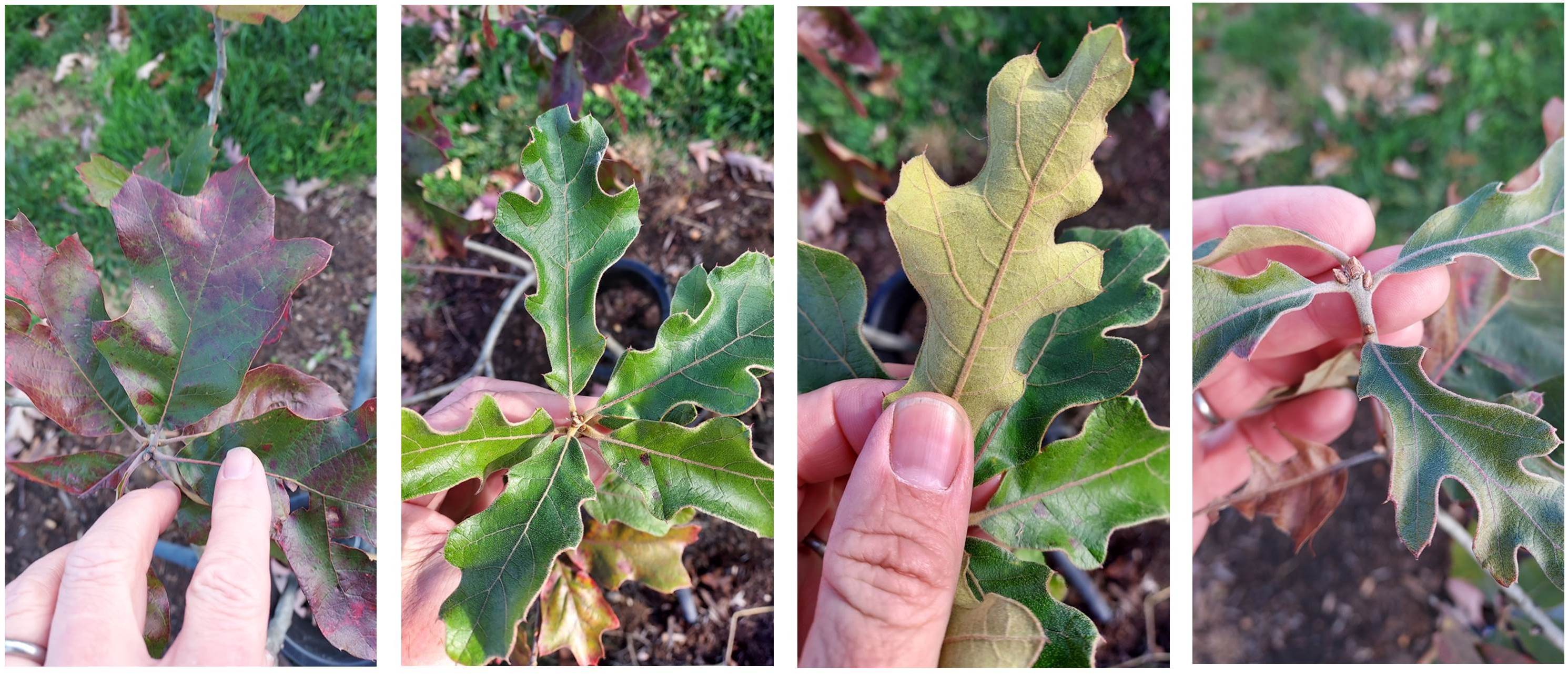 Capitol Oaks | International Oak Society