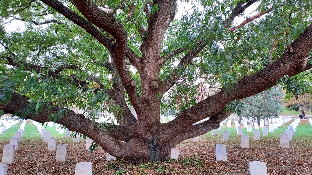Capitol Oaks | International Oak Society