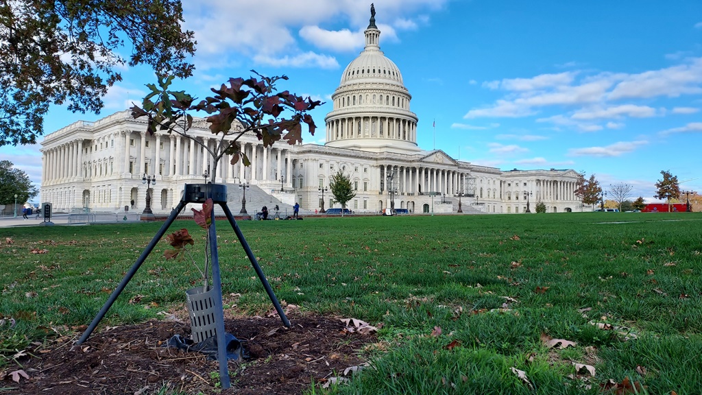 Capitol Oaks | International Oak Society
