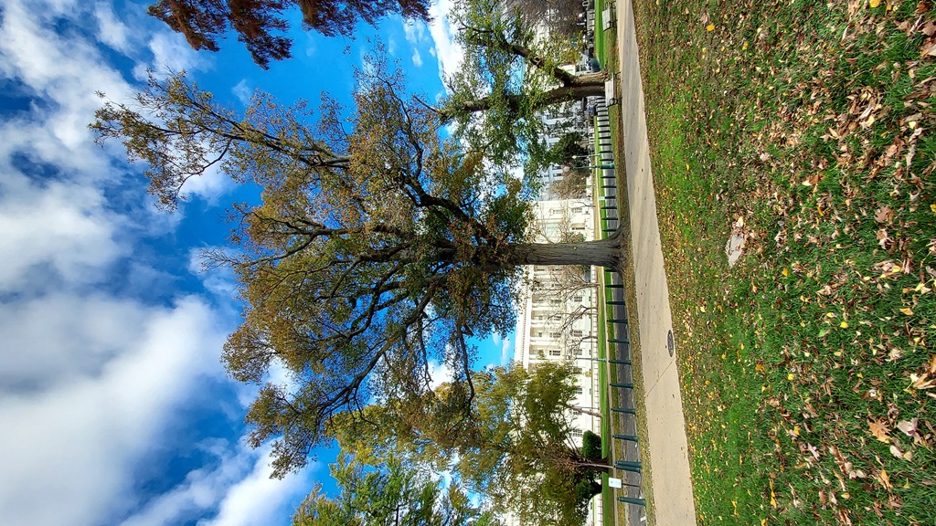 Capitol Oaks | International Oak Society