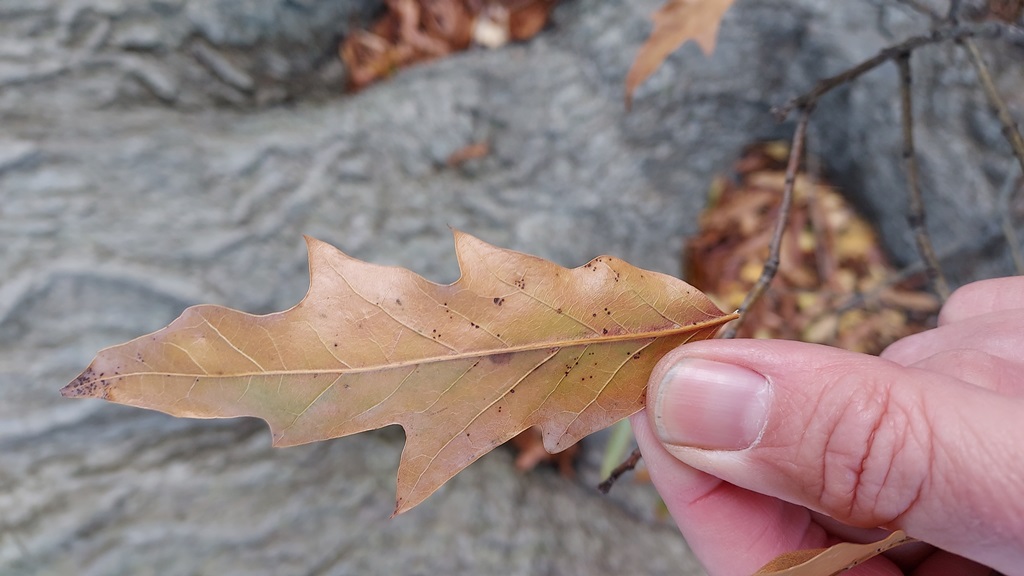 Capitol Oaks | International Oak Society