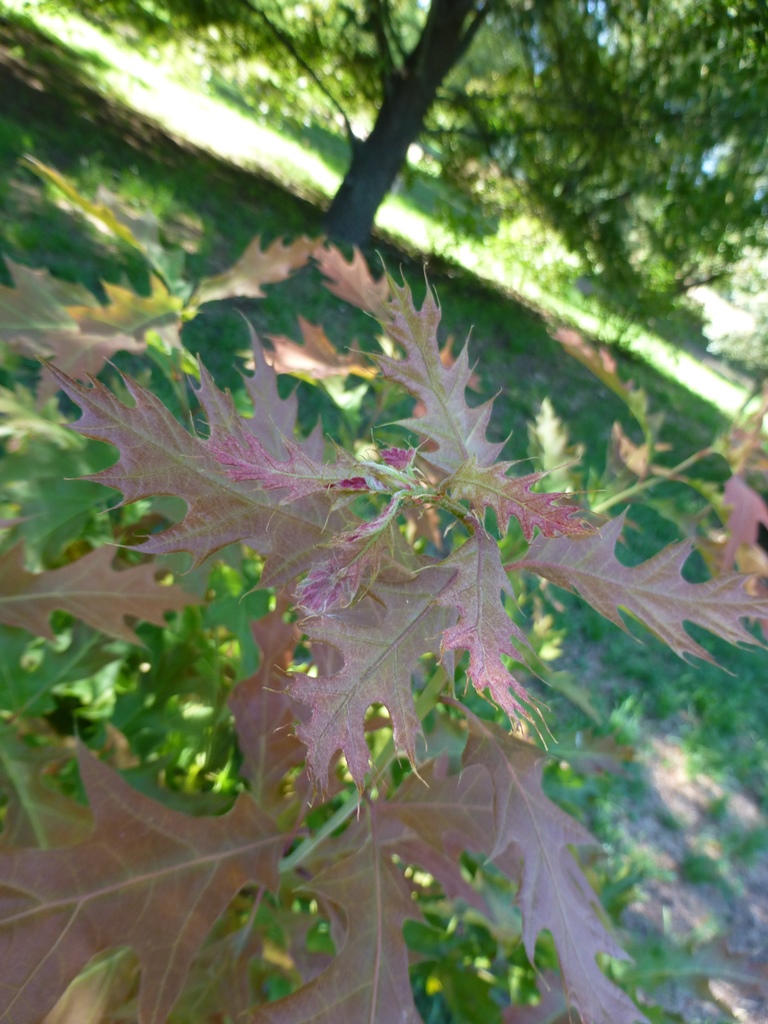 Coppiced Oak Bushes? | International Oak Society
