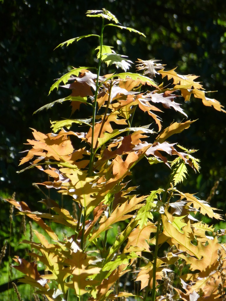 Coppiced Oak Bushes? | International Oak Society