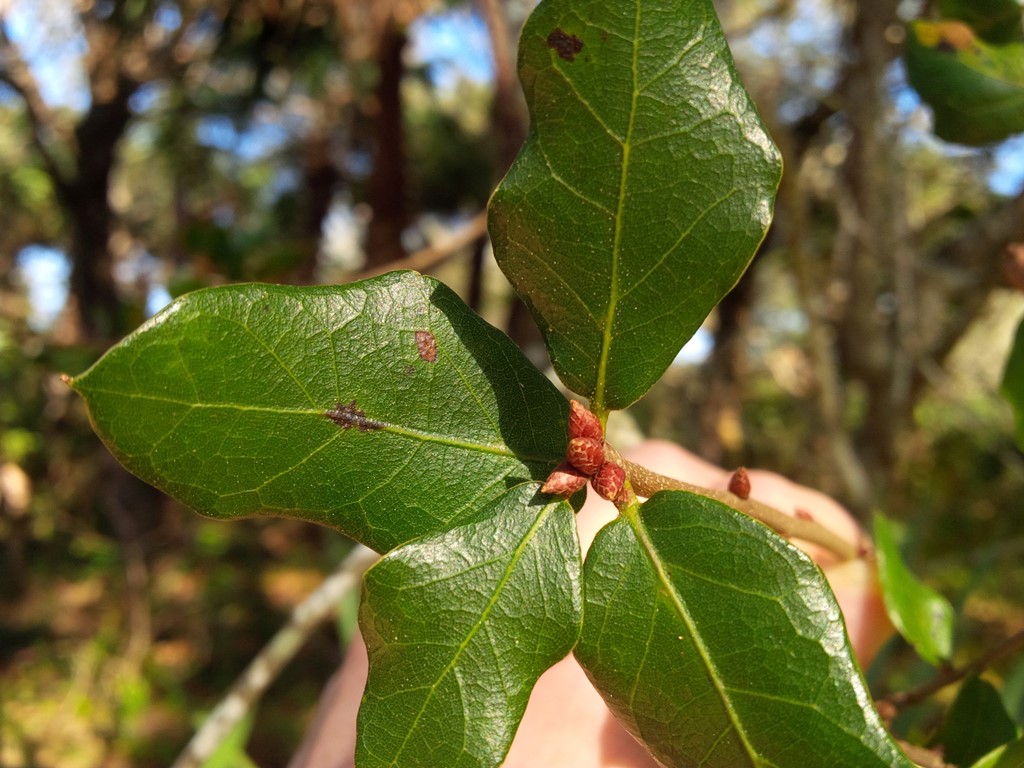 A Neophyte Revisits the Florida Oaks | International Oak Society