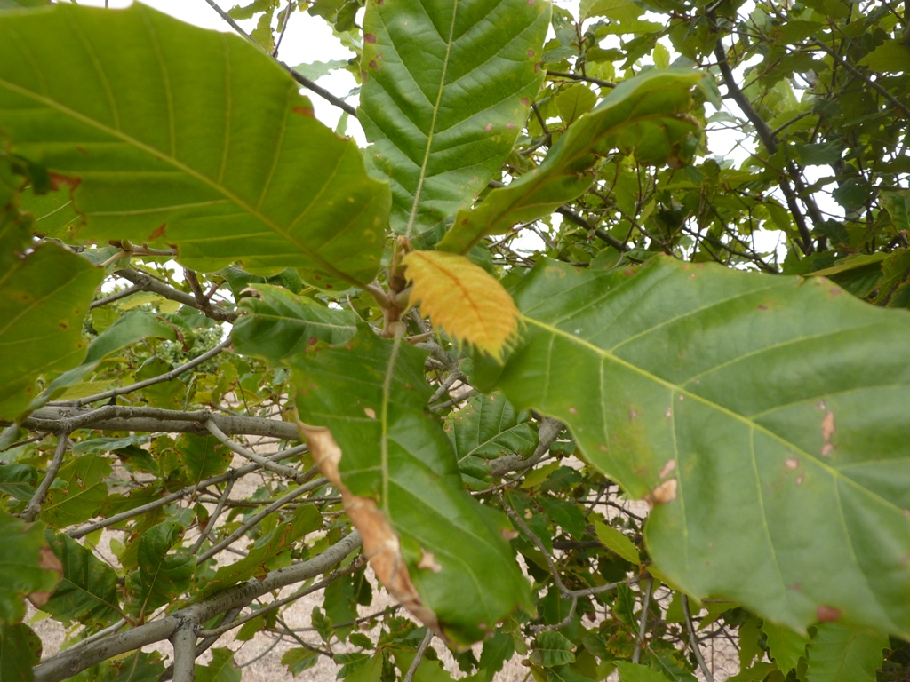 The Oak Collection at Mereweather Arboretum in Australia ...