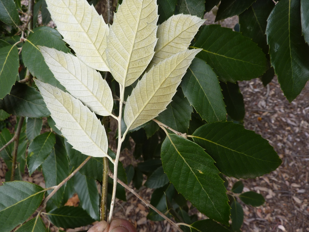 The Oak Collection at Mereweather Arboretum in Australia ...