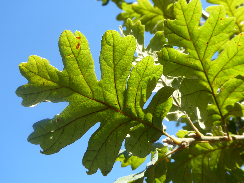 Garry Oak in a Common Garden | International Oak Society