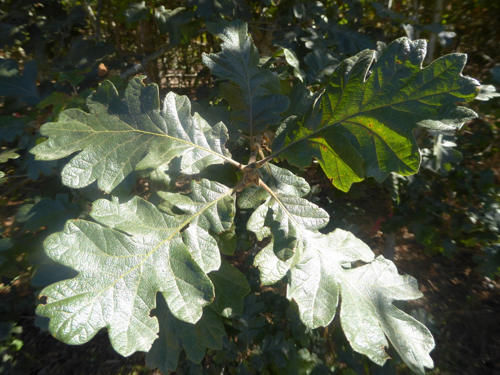 Garry Oak in a Common Garden | International Oak Society